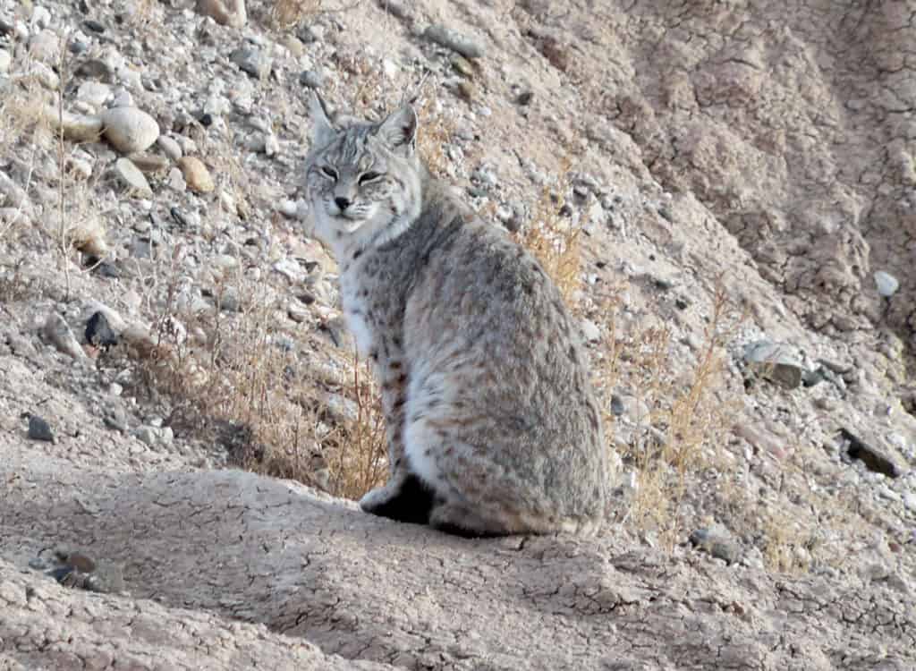How Do Bobcats Climb Cactus? - Cat Explore
