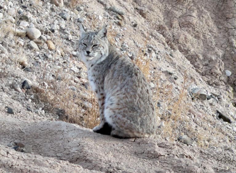 How Do Bobcats Climb Cactus? - Cat Explore