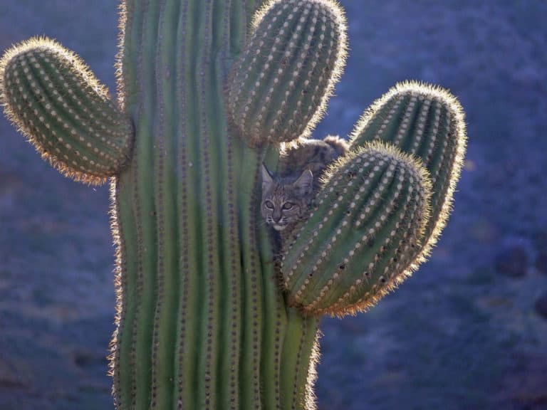 How Do Bobcats Climb Cactus? - Cat Explore
