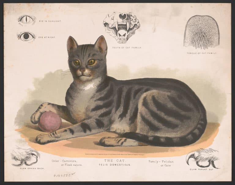 How Did Cats Become Domesticated? - Cat Explore