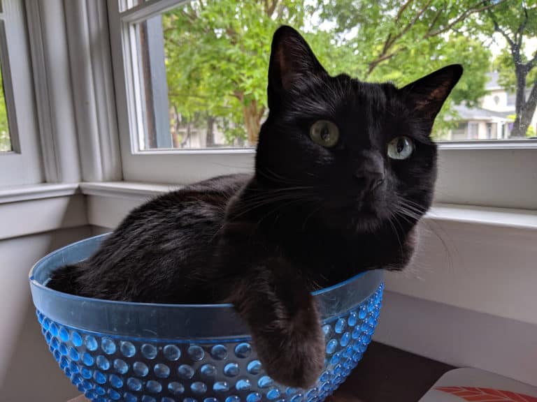 Black Cats - Cat Explore