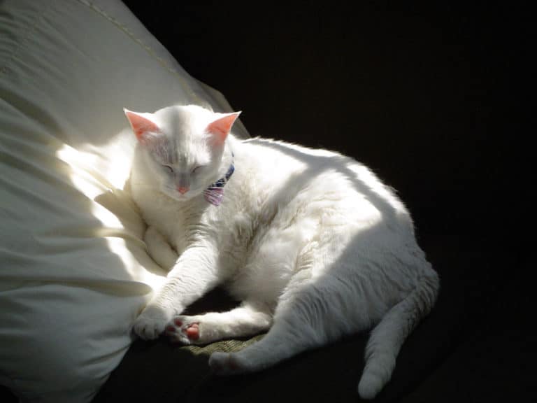 Why are Some Cats All White? - Cat Explore