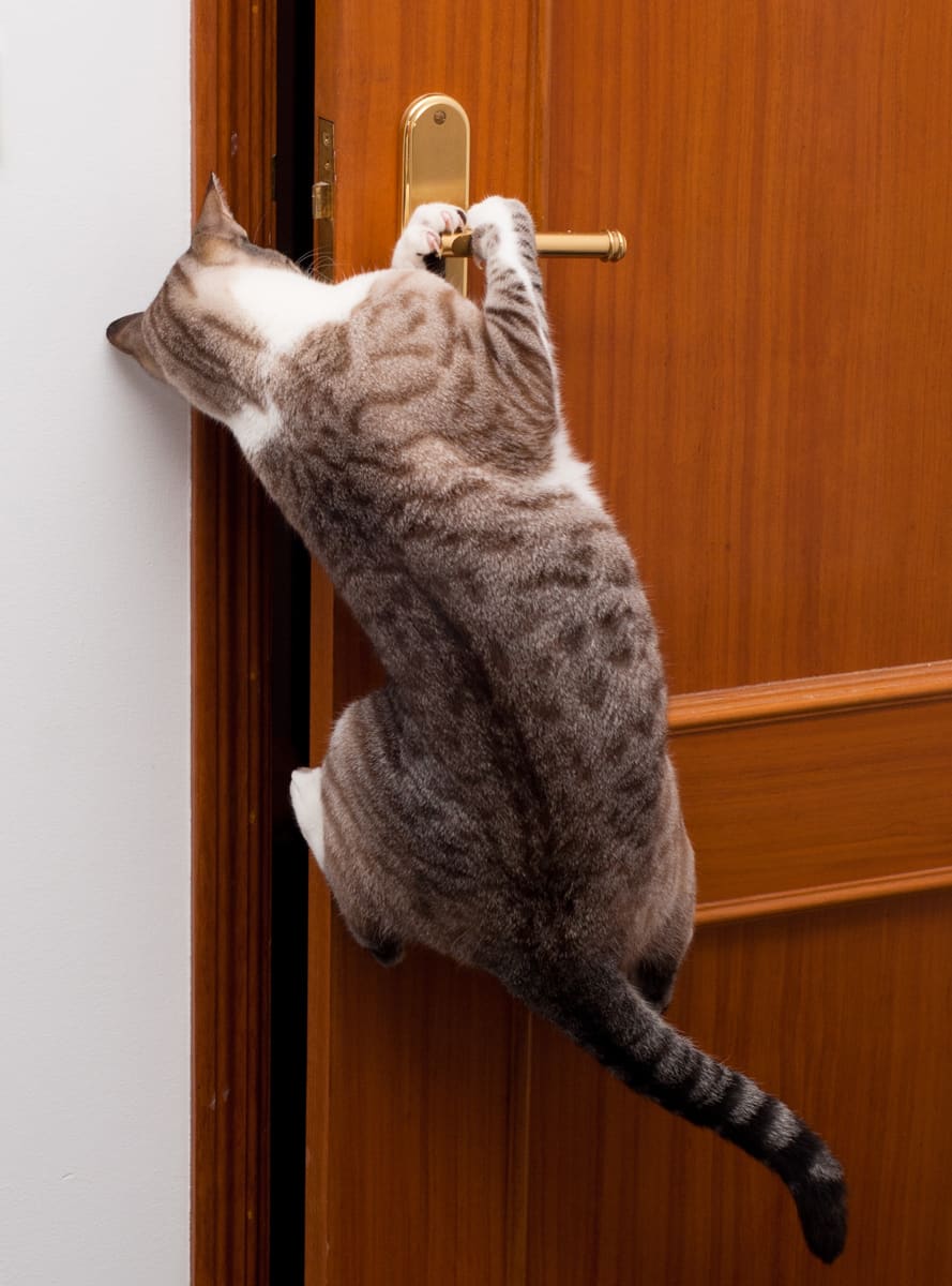 Why Can Some Cats Open Doors? - Cat Explore