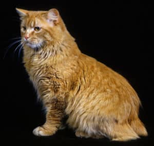 Understanding the Unique Tail Traits of Manx Cats - Cat Explore