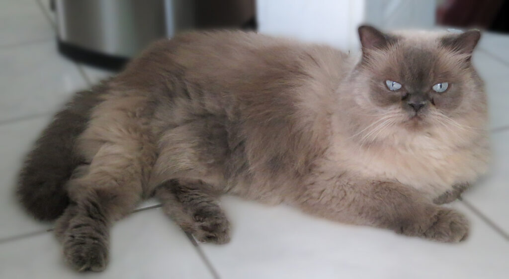 Why are Some Cats' Fur Color Affected by Skin Temperature? - Cat Explore