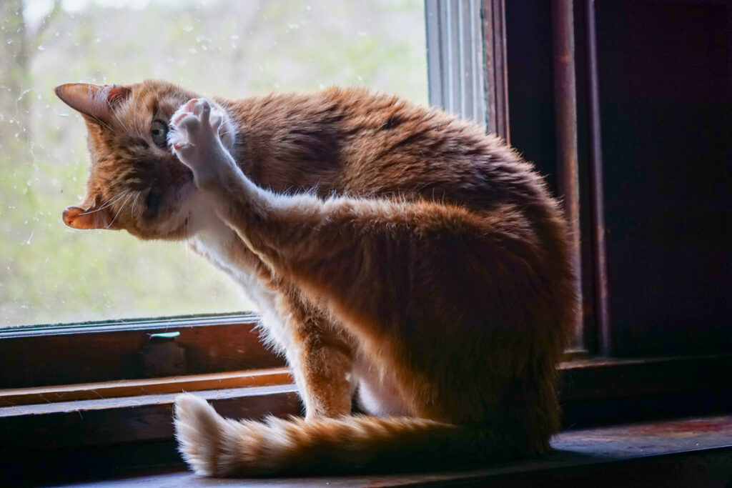 11 Things to Know about Cat Grooming - Cat Explore