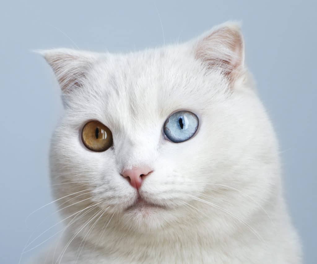 Eye Color in Cats - Cat Explore