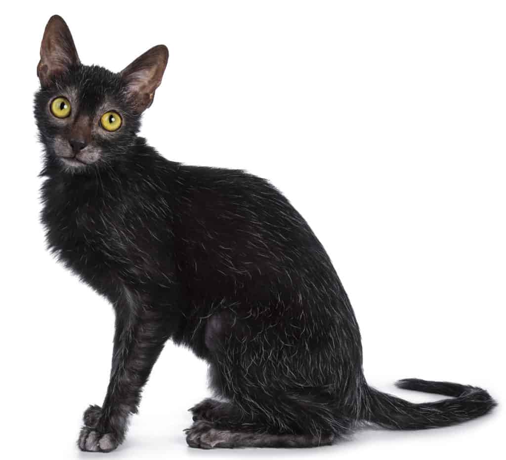 Lykoi: the Werewolf Cat - Cat Explore