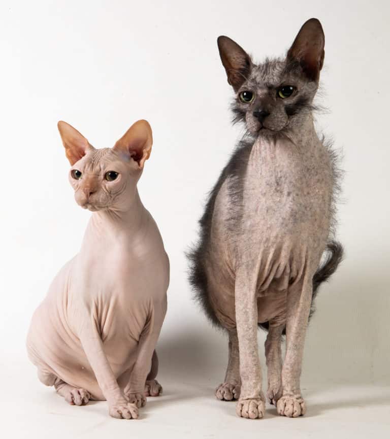 Lykoi: the Werewolf Cat - Cat Explore