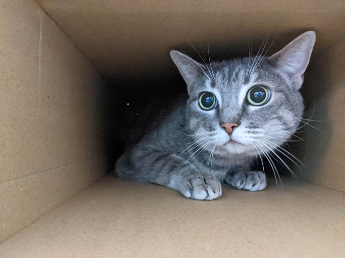 Why Do Cat's Eyes Change From Slits to Wide-Eyed Pupils? - Cat Explore