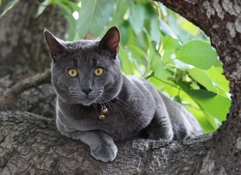 What are Blue Cats? - Cat Explore