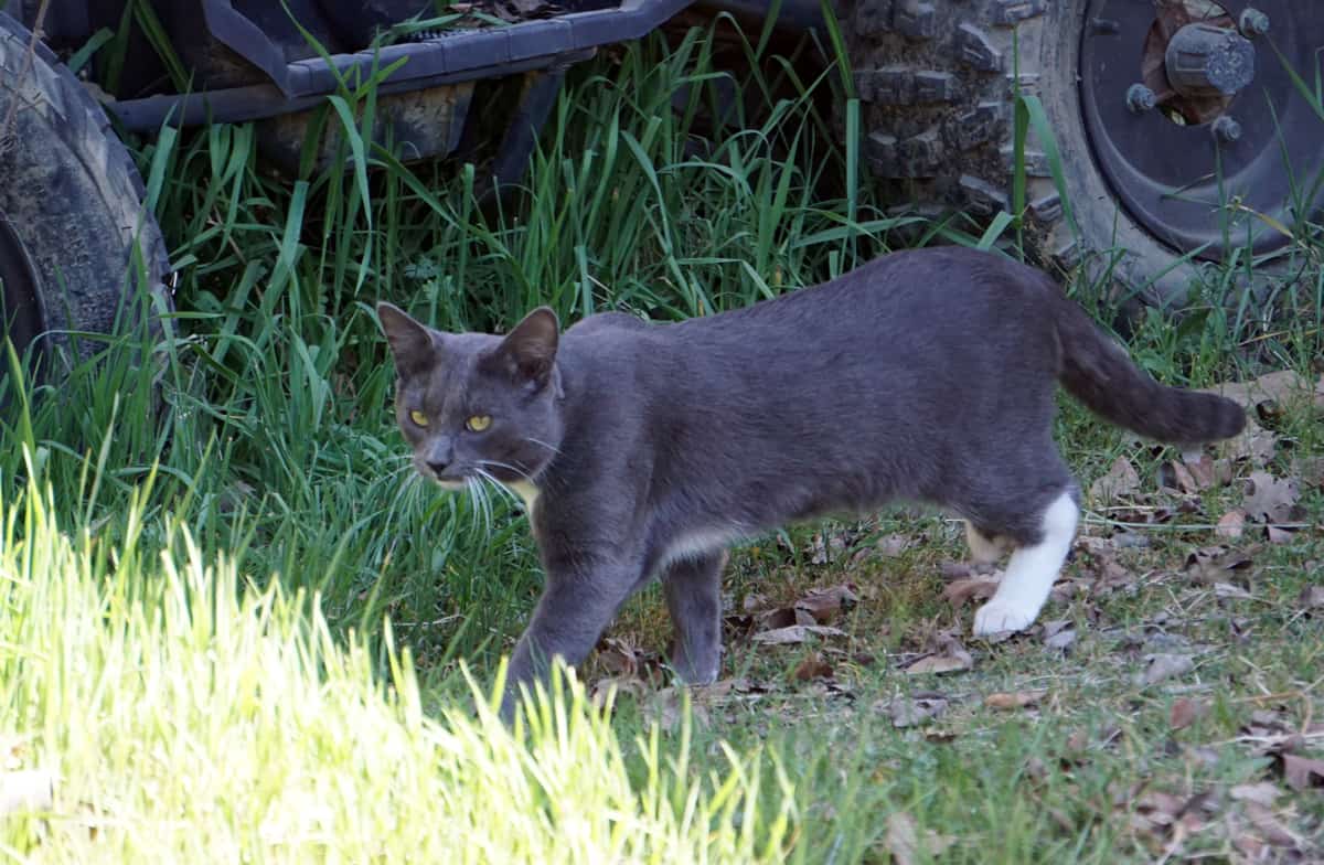 Barn Cats - Cat Explore