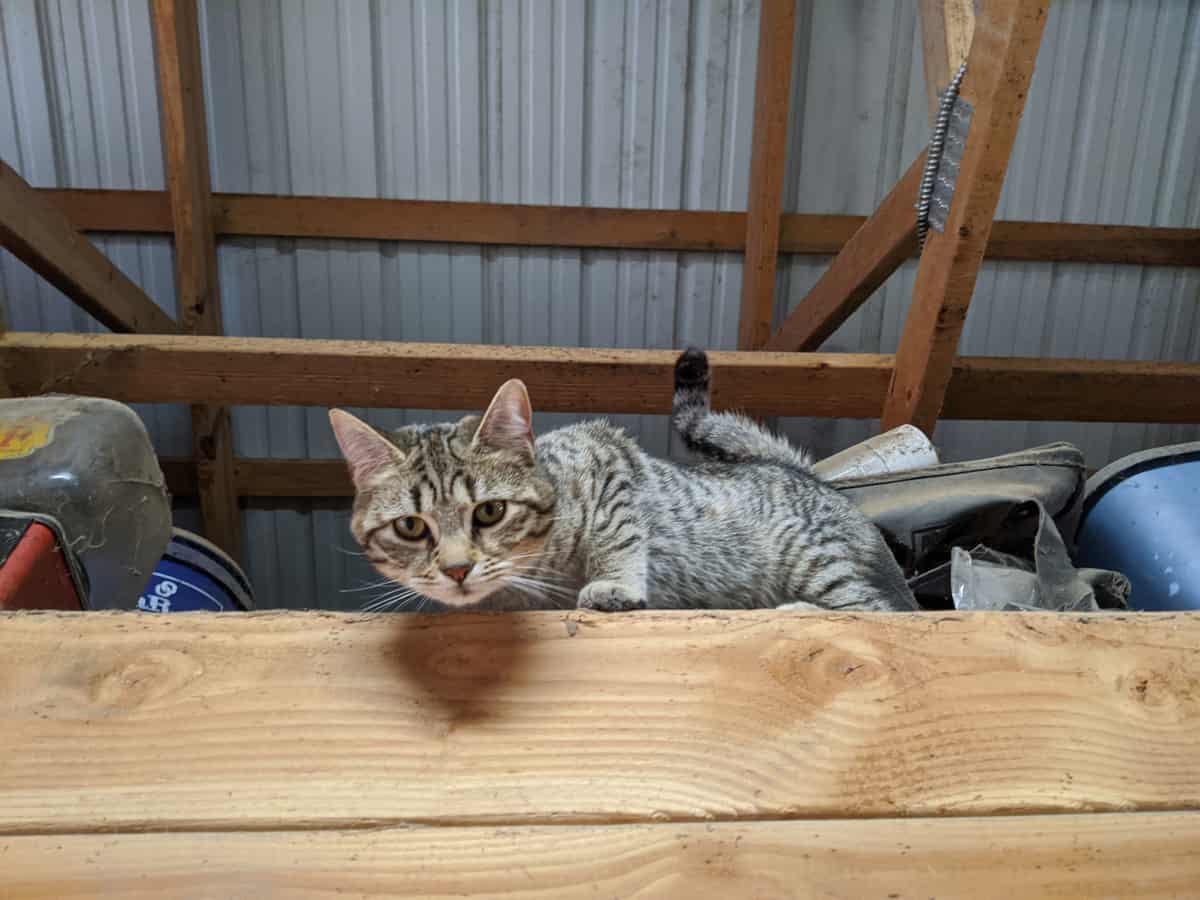 Barn Cats - Cat Explore