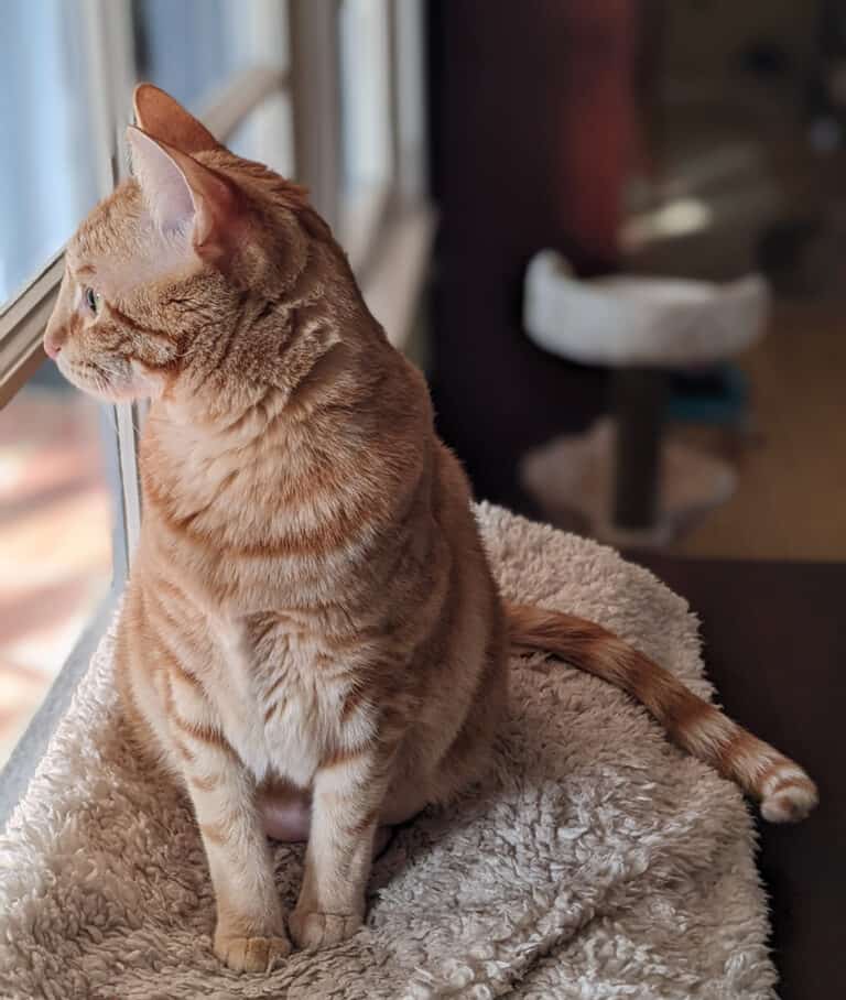 Ways That Cats Sit - Cat Explore