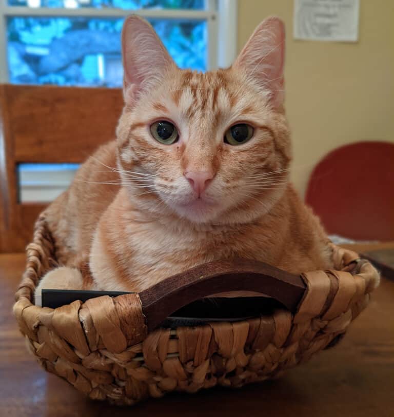 Deciphering Cat Coat Colors - Cat Explore