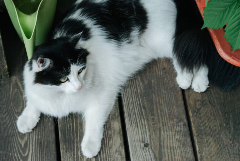 Understanding harlequin cats: A guide to their distinctive coat pattern ...