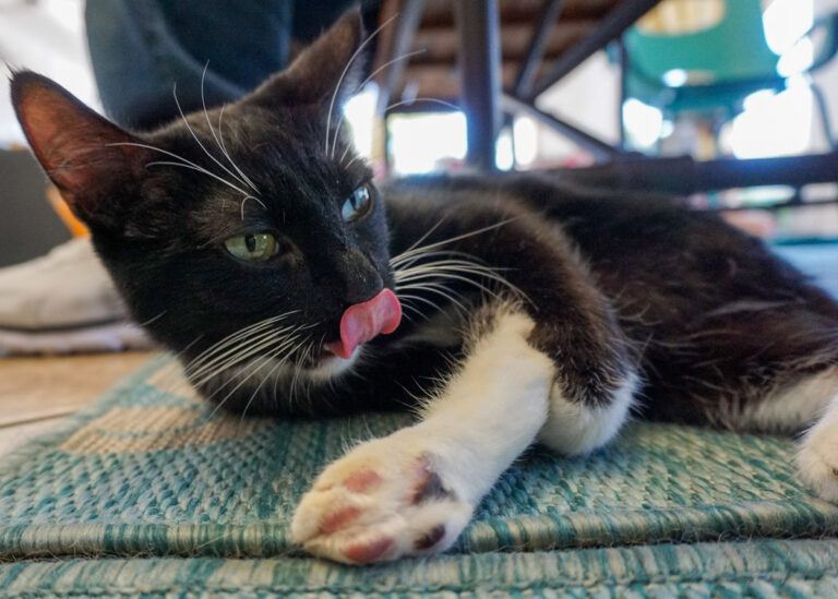 Cute Cat Slang Words and Phrases to Know - Cat Explore