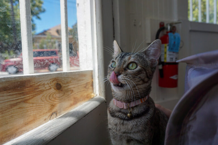 What is the Difference Between Mlem and Blep in Cats? - Cat Explore