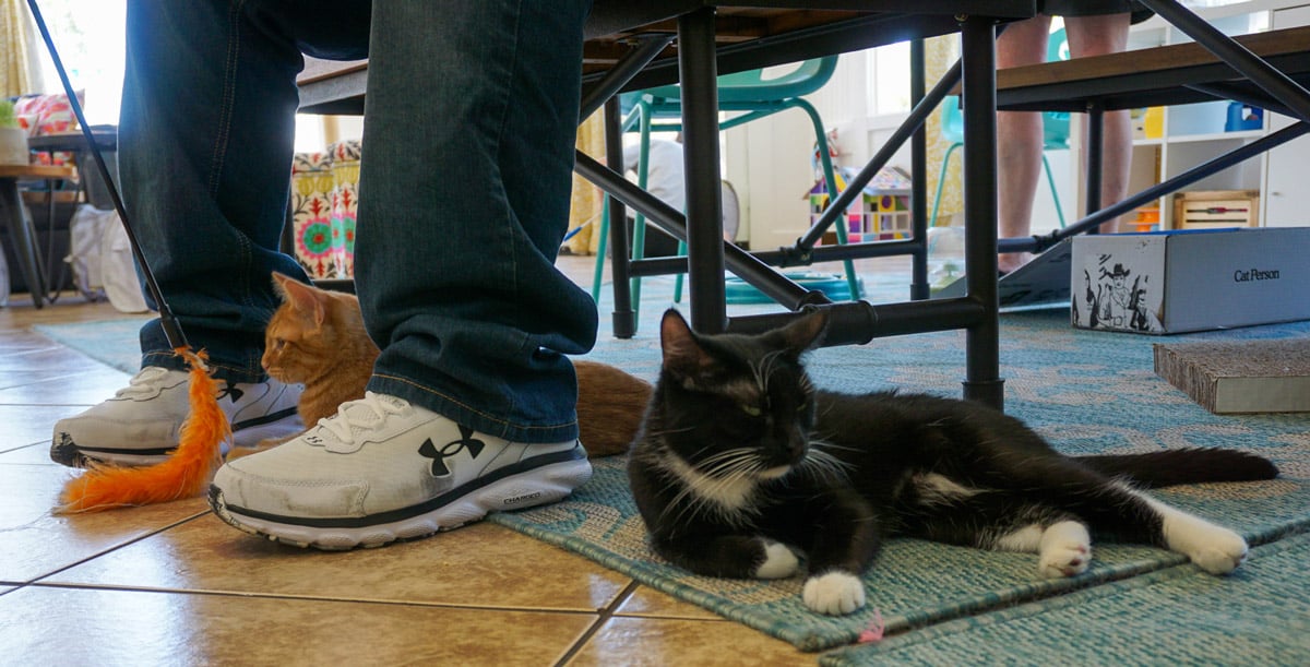 Visiting a Cat Adoption Cafe - Cat Explore