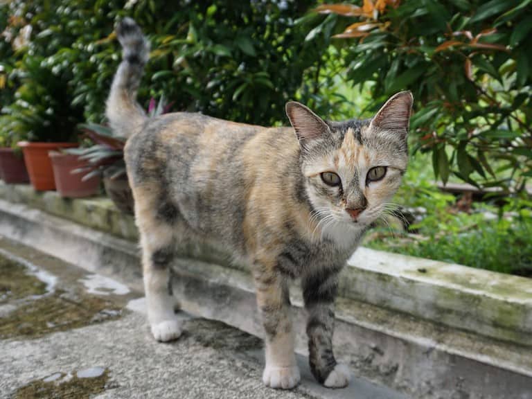 Understanding torbie cats: A closer look at their unique traits and ...