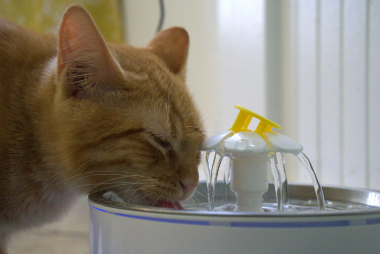 How to Get Your Cat to Drink More Water - Cat Explore