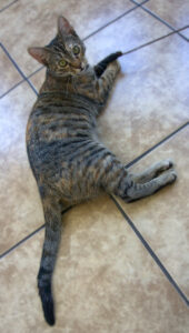 Understanding torbie cats: A closer look at their unique traits and ...