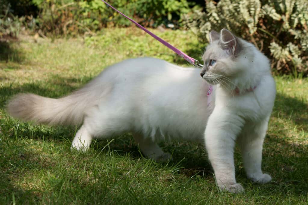 15 Interesting Facts about Ragdoll Cats - Cat Explore