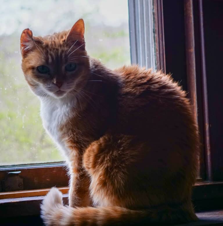 Communicating with a Deaf Cat - Cat Explore