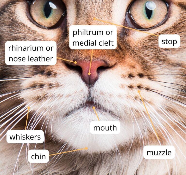 External Anatomy of a Cat - Cat Explore