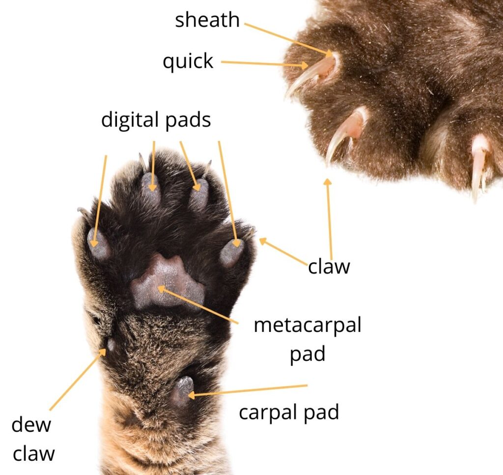 Dewclaw In Cats Cat Explore Dewclaw In Cats Cat Explore