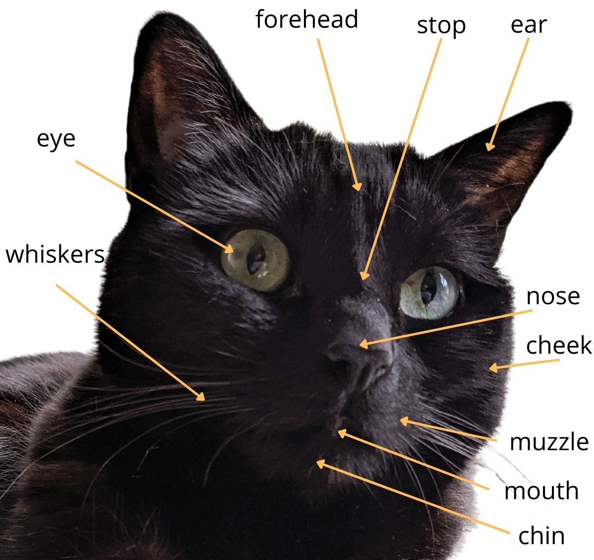 External Anatomy of a Cat - Cat Explore