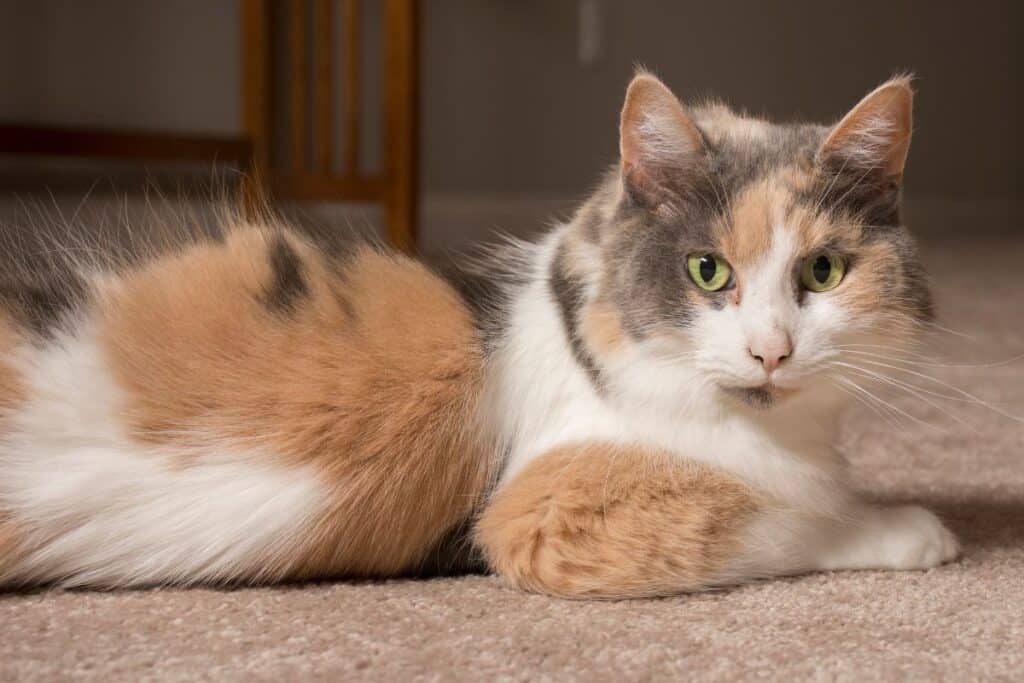 How to Tell the Difference Between a Calico and Tortoiseshell Cat - Cat ...