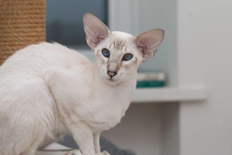 What Kind of Ears Do Cats Have? - Cat Explore