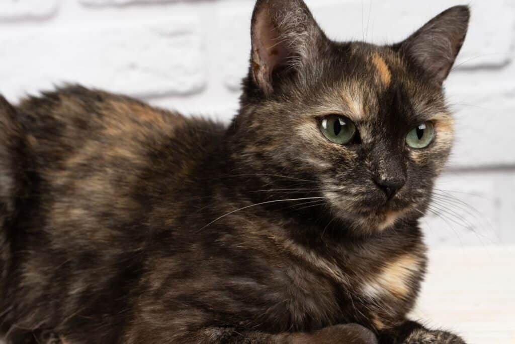 How to Tell the Difference Between a Calico and Tortoiseshell Cat - Cat ...