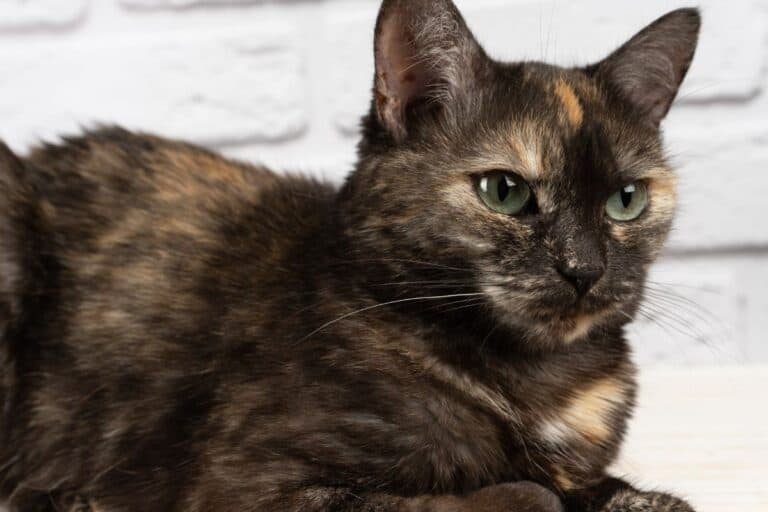 How To Tell The Difference Between A Calico And Tortoiseshell Cat Cat