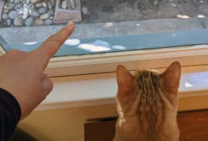 Do Cats Understand Pointing? - Cat Explore