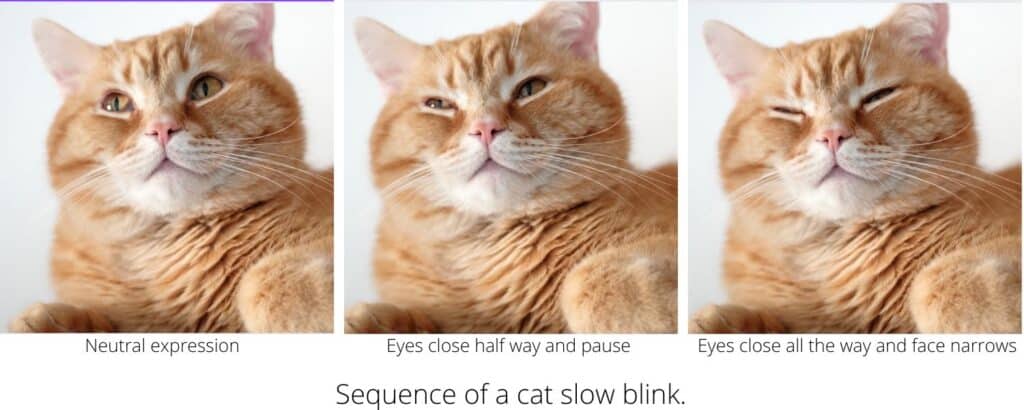 What a Cat's Slow Blink Means - Cat Explore