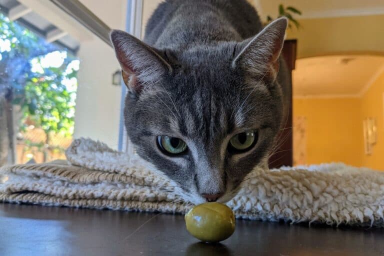 28 Interesting Facts about Cats - Cat Explore
