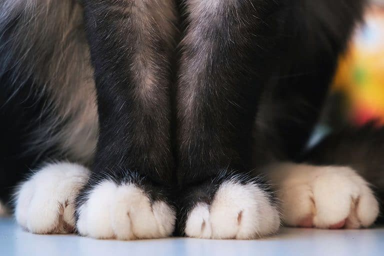 Mitted Cats Explained - Cat Explore