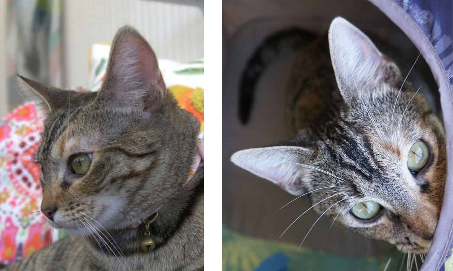 Why Do Cats Have Thin Fur Above Their Eyes? - Cat Explore