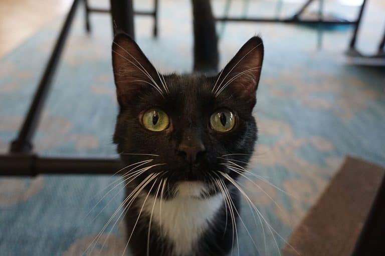 White Spotting in Cats - Cat Explore