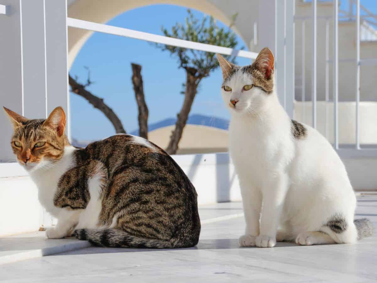 Landrace Cats - Cat Explore