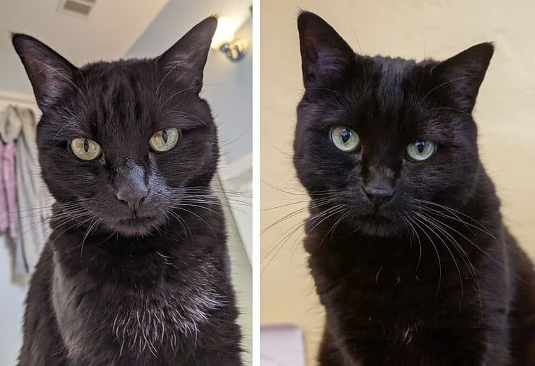 Why Some Black Cats Grow White Fur - Cat Explore