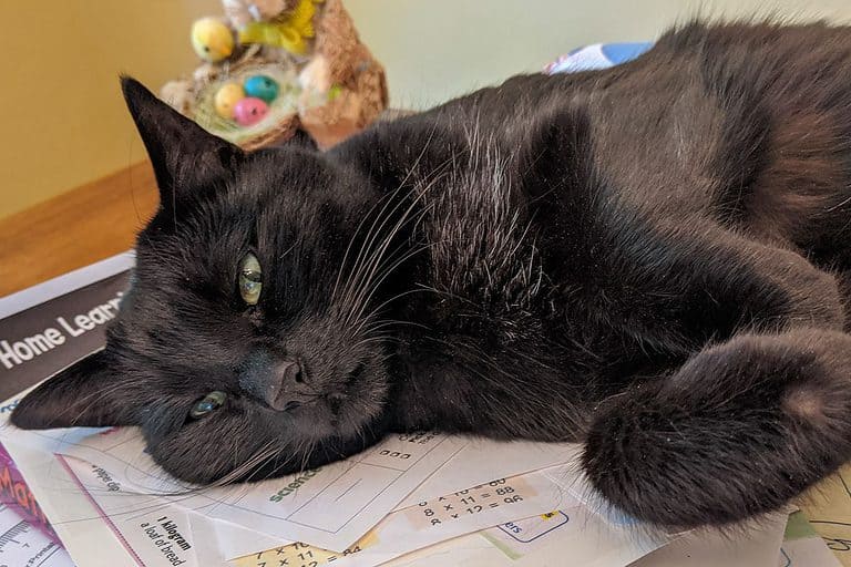 Why Some Black Cats Grow White Fur - Cat Explore