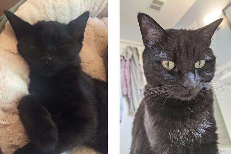 Why Some Black Cats Grow White Fur - Cat Explore