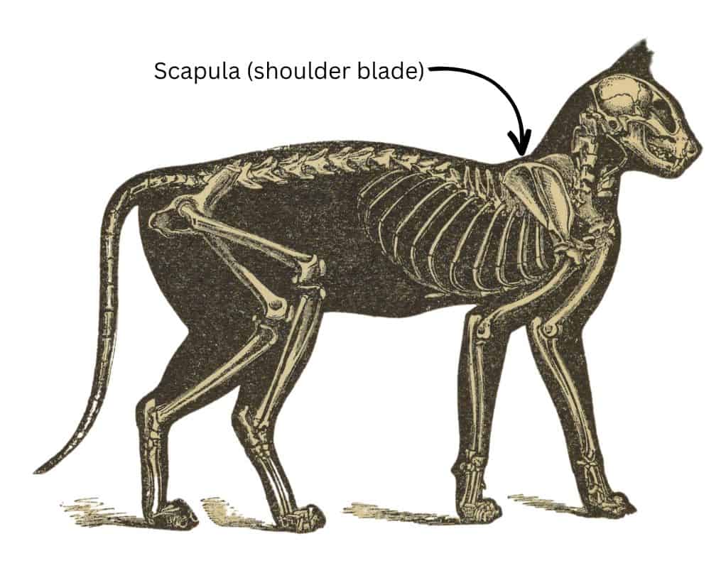 Why Are Cats Flexible Cat Explore Why Are Cats Flexible Cat Explore