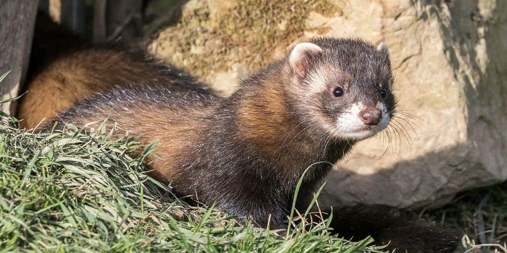 Animals Named Cat That Aren't Actually Cats - Cat Explore