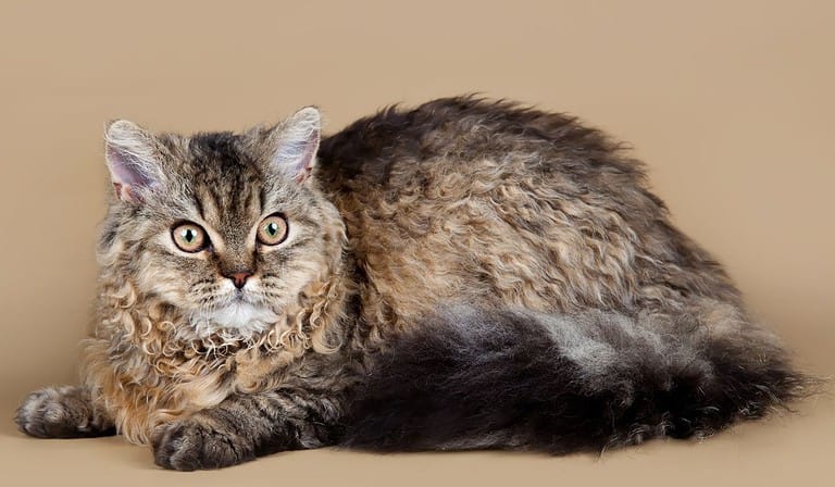 Selkirk Rex Explained - Cat Explore