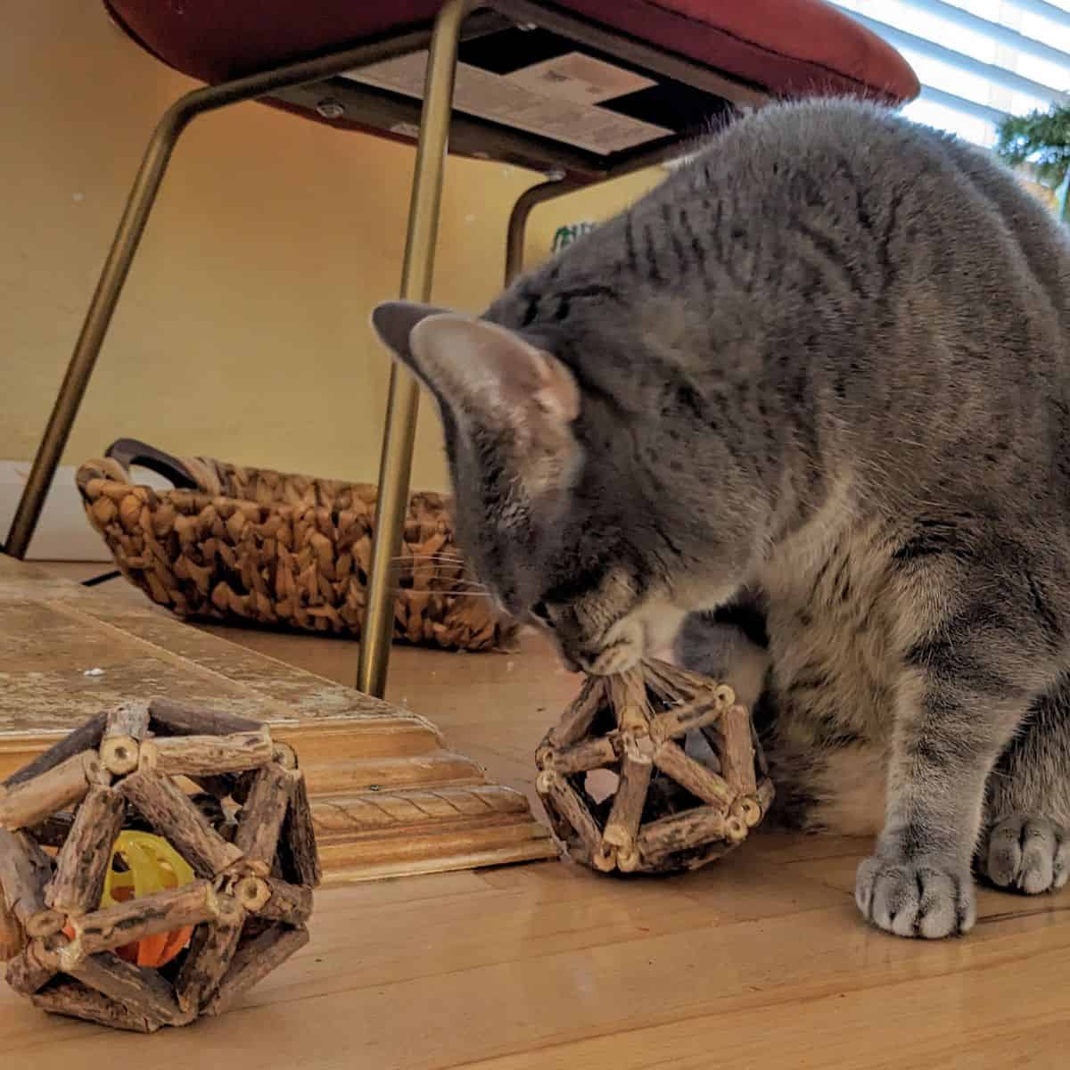 Why Do Some Cats Love Catnip? - Cat Explore