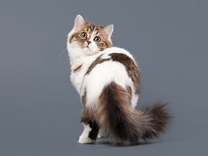 Understanding harlequin cats: A guide to their distinctive coat pattern ...